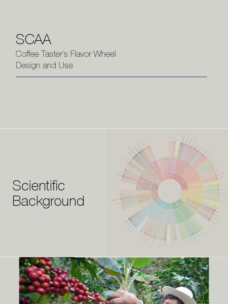 SCAA Coffee Taster's Flavor Wheel Guide | PDF