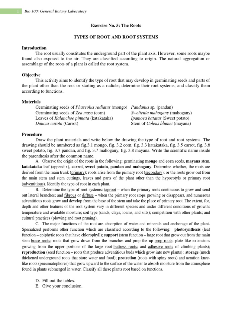Botany Activity | PDF | Root | Plants