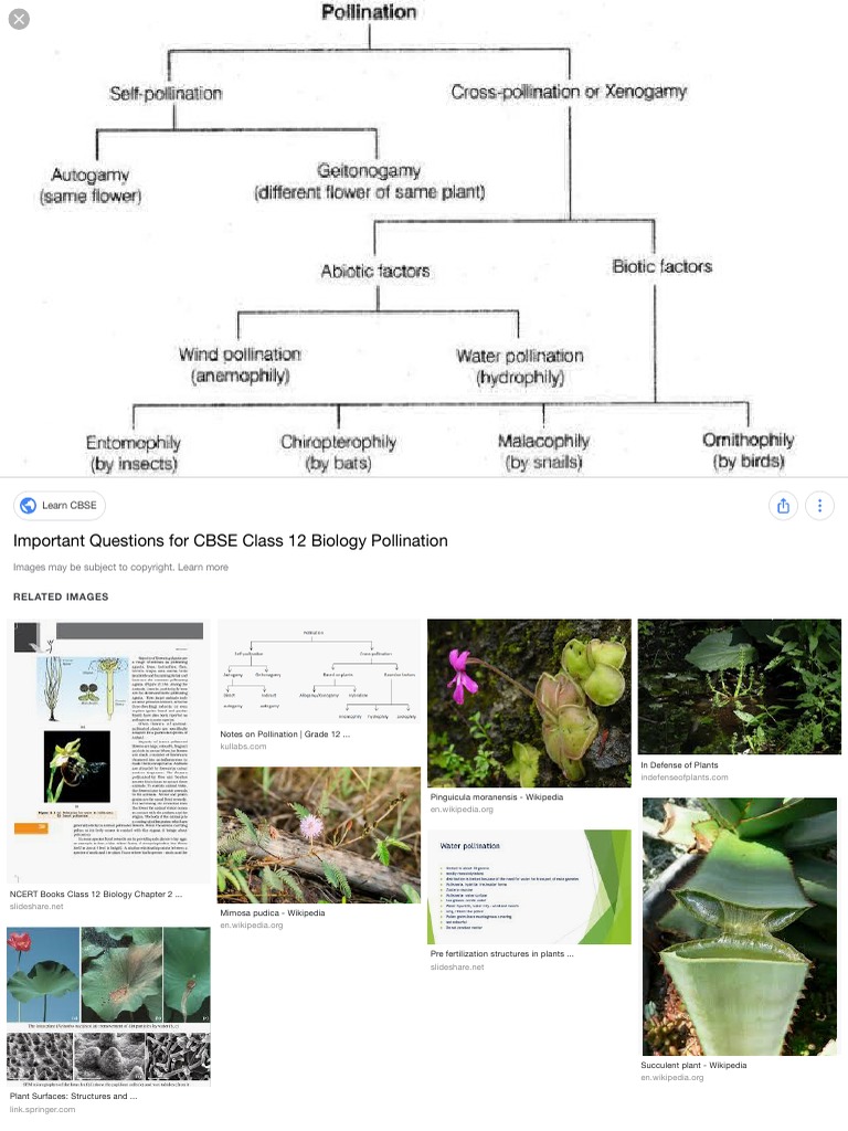 Important Questions For CBSE Class 12 Biology Pollination | PDF