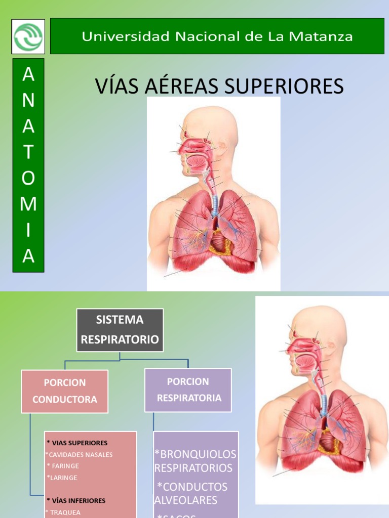 13 Vias Aereas Superiores Anatomia e Histologia | Epitelio | Laringe