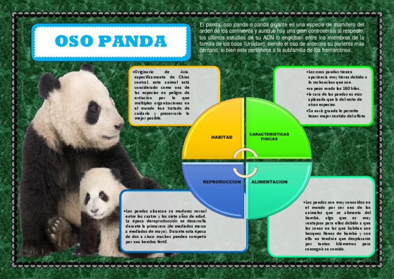 Infografia Del Panda | Panda gigante | Naturaleza