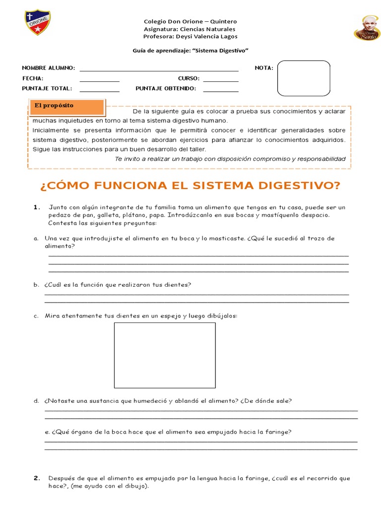 Guia 1 Sistema Digestivo 5° | PDF | Sistema digestivo humano | Digestión