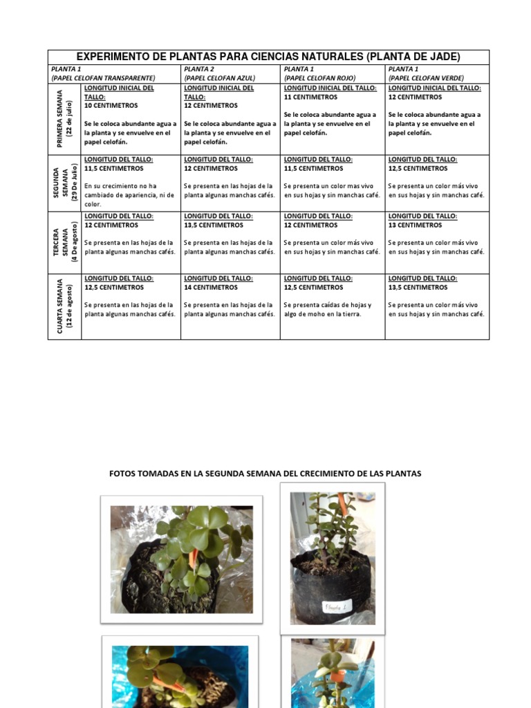Experimento de Plantas para Ciencias Naturales | PDF | Tallo de la ...