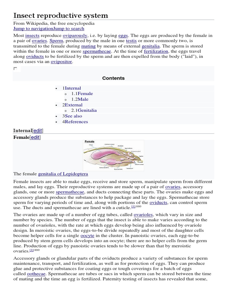 Insect Reproductive Systems Explained | PDF | Insects | Reproduction