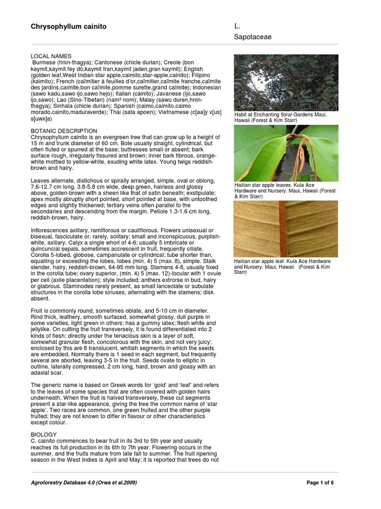 Chrysophyllum Cainito: Sapotaceae L | PDF | Wood | Trees