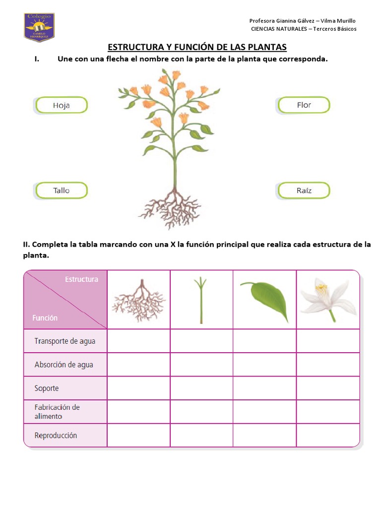 Las Plantas Necesidades y Estructura | PDF
