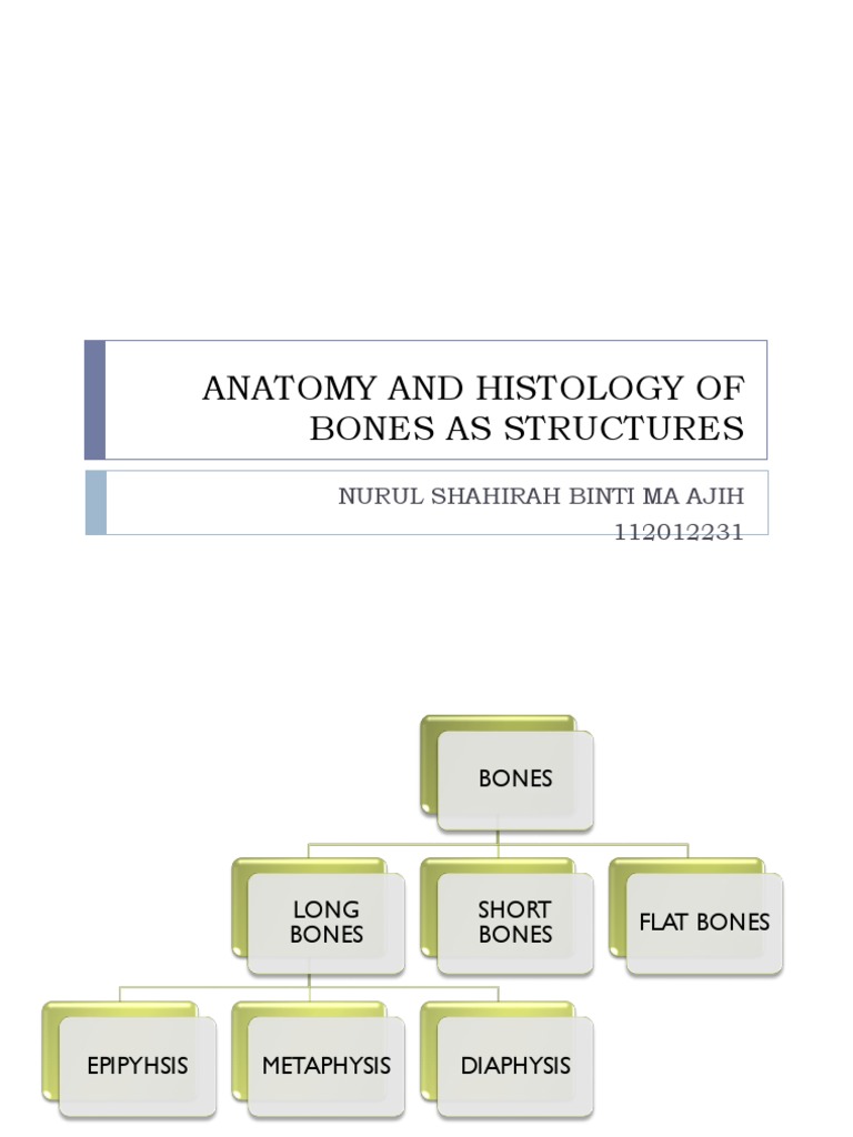 Anatomy and Histology of Bones As Structures | PDF | Osteoblast | Bone