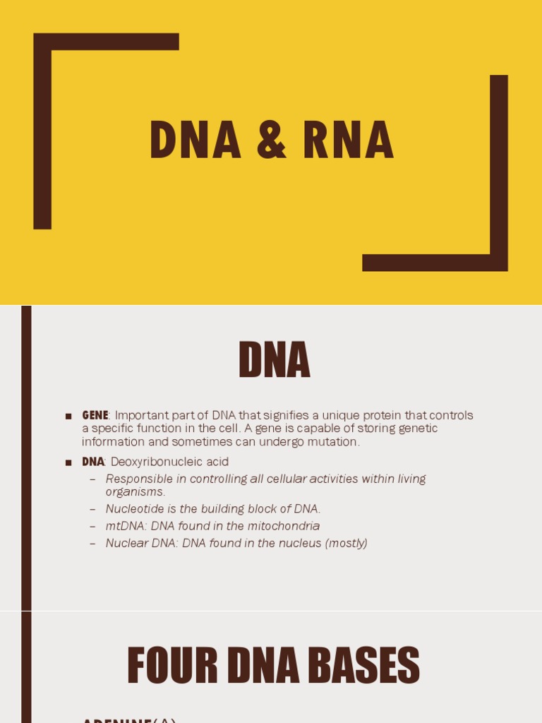 Biology Grade 11 Dna & Rna | PDF | Rna | Nucleotides