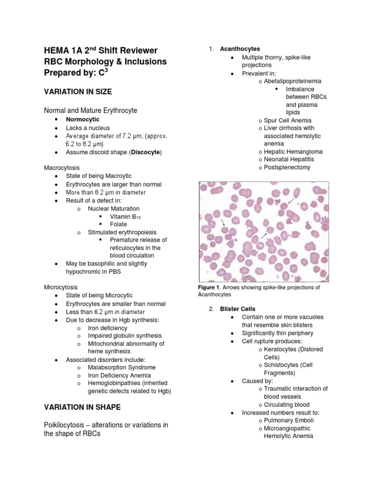 A Comprehensive Guide to Red Blood Cell Morphology and Inclusions | PDF ...