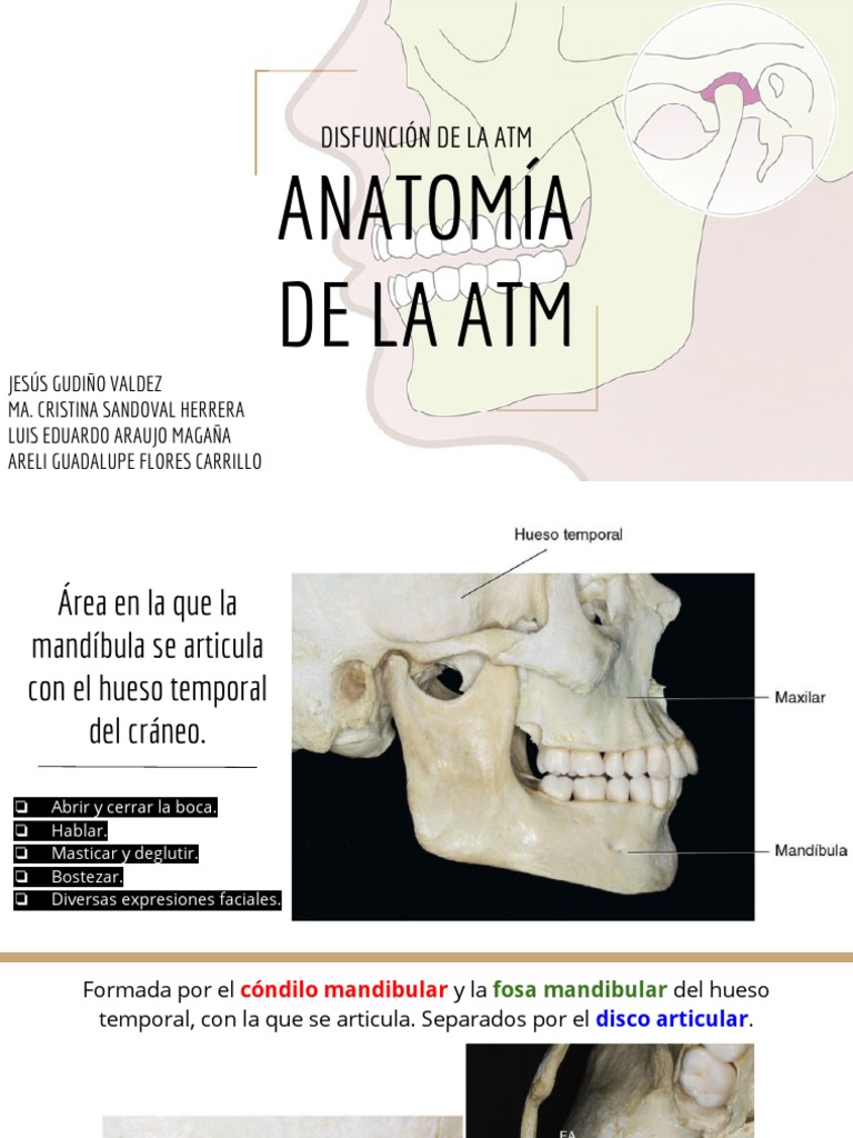 Anatomía de la Articulación Temporomandibular | PDF | Esófago ...