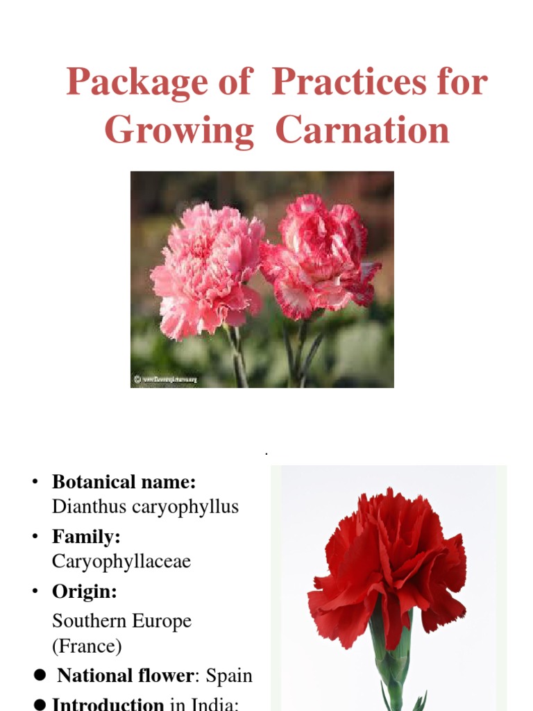 Package of Practices For Growing Carnation | PDF | Sowing | Flowers