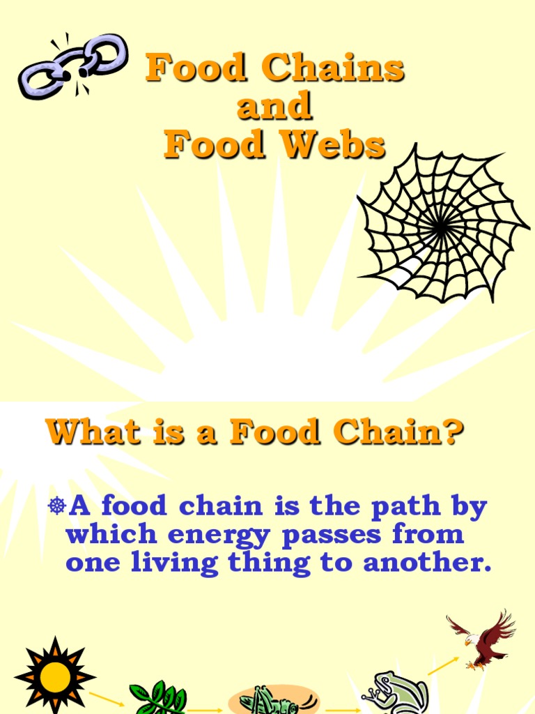 Intro to Food Chains & Webs | PDF