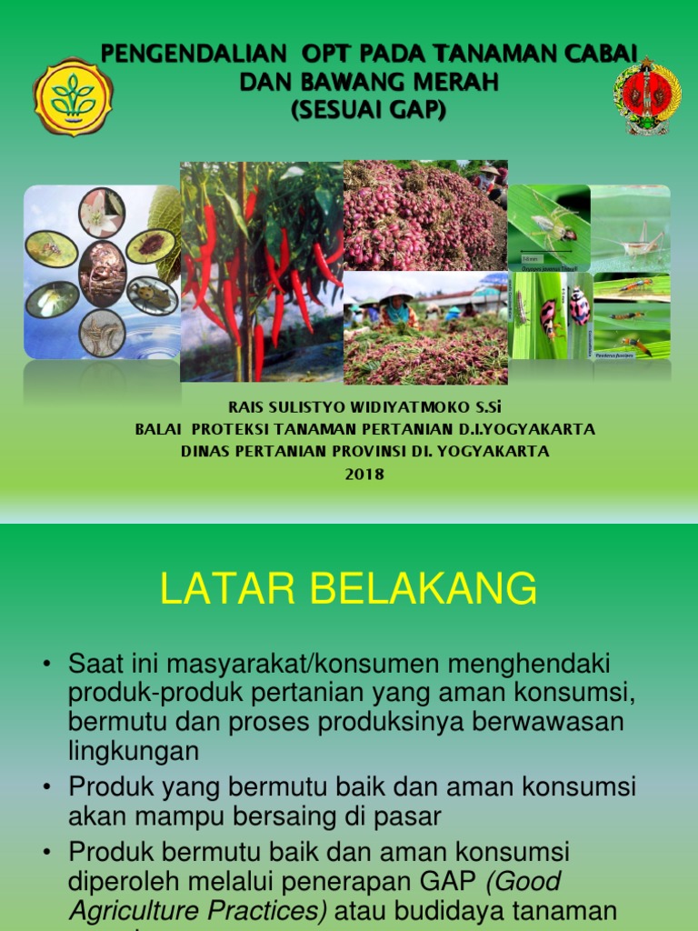Pengendalian Opt Tanaman Cabe Dan Bawang Merah | PDF