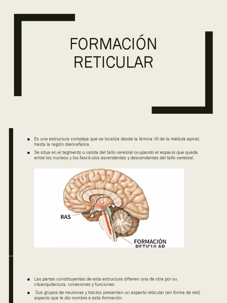 Formacion Reticular Pdf Movimiento Rápido Del Ojo Sueño Cerebro