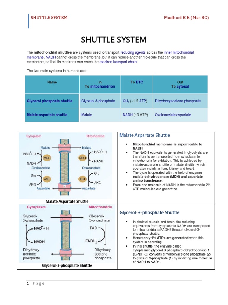 Glycerol 3 Phosphate Shuttle