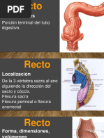 Anatomia Exposicion Recto y Ano | PDF | Recto | Pelvis