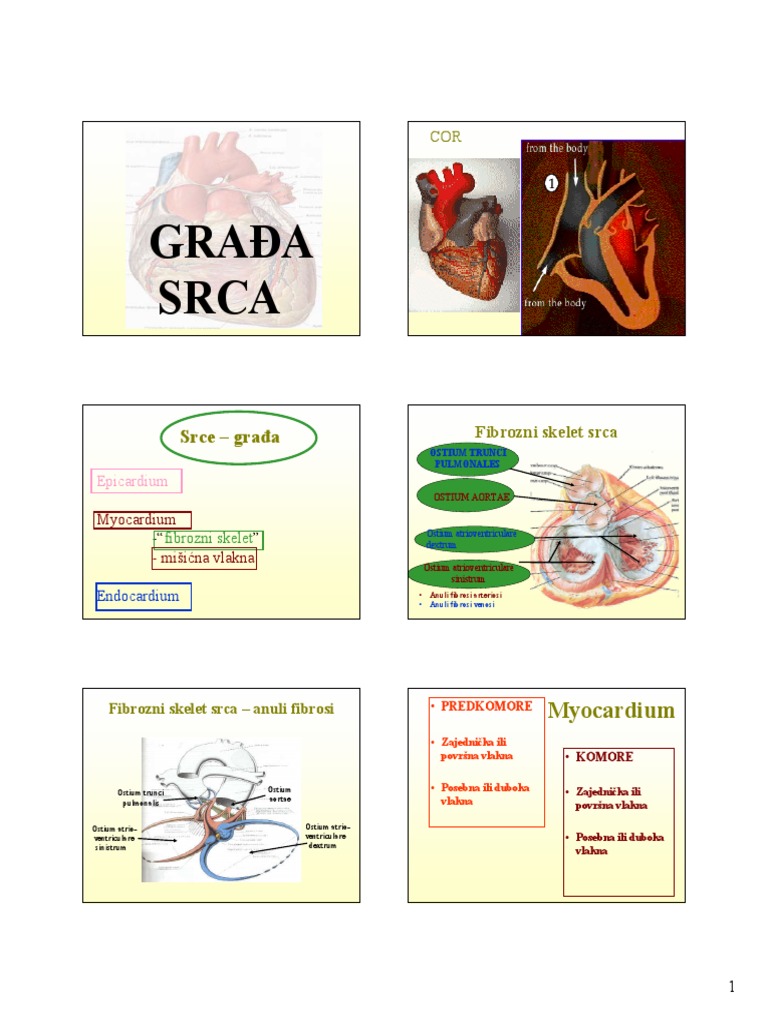 Gradja Srca - ANATOMIJA | PDF