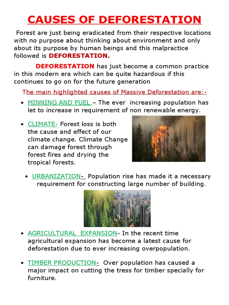 The Main Causes of Massive Deforestation: Mining, Fuel Extraction ...