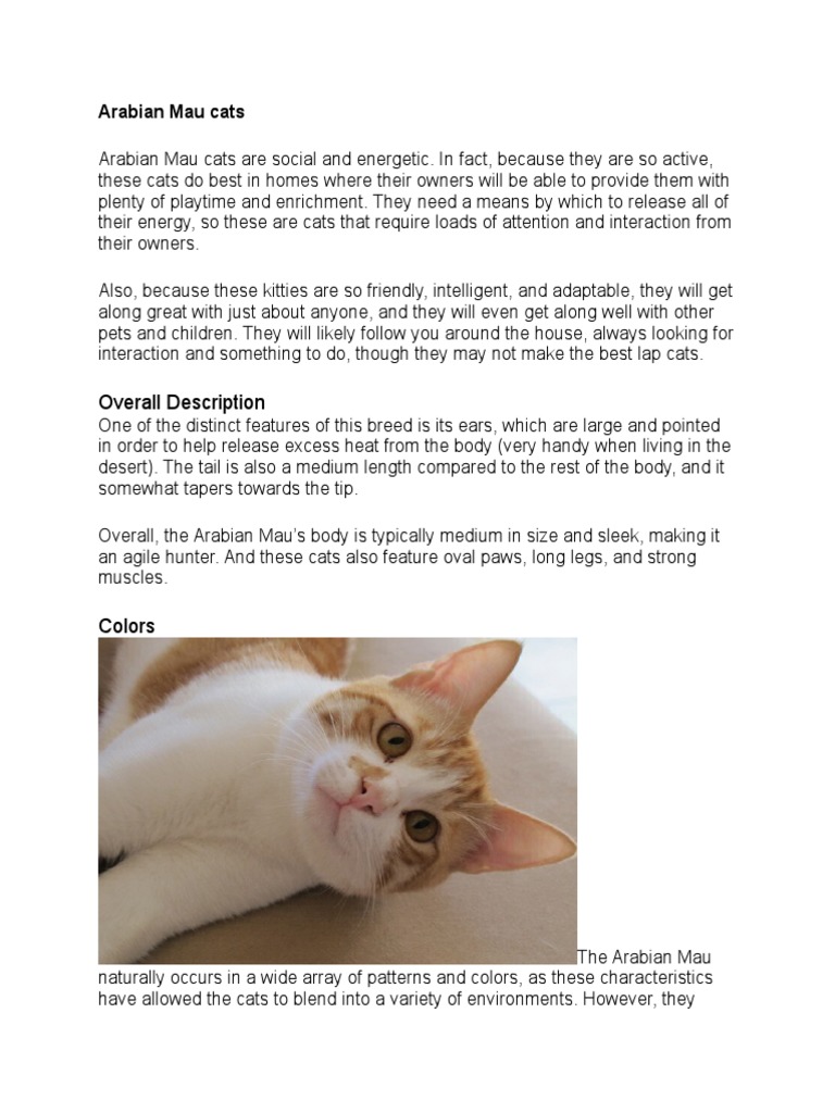 Teks Descriptive Arabian Mau Cats | PDF
