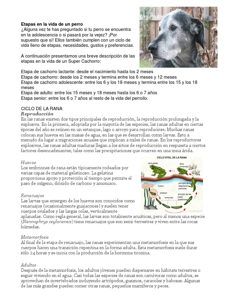 Etapas en La Vida de Un Perro | PDF | Lepidópteros | Larva