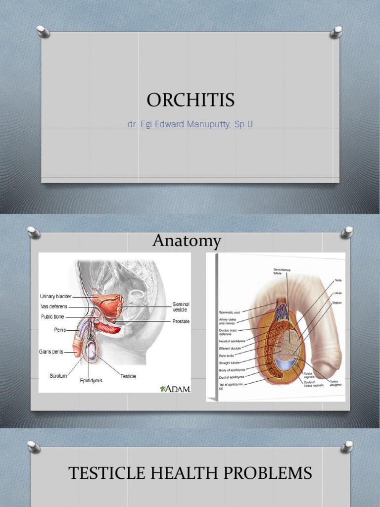 Orchitis: Dr. Egi Edward Manuputty, Sp.U | PDF | Rtt | Microbiology