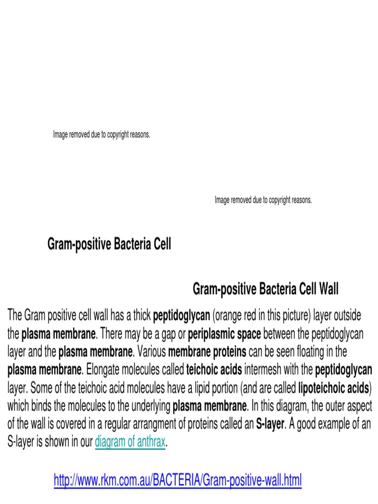 Gram Pos Neg BCT | PDF
