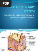 3-D Skin Model Project Guide | PDF | Skin | Anatomy