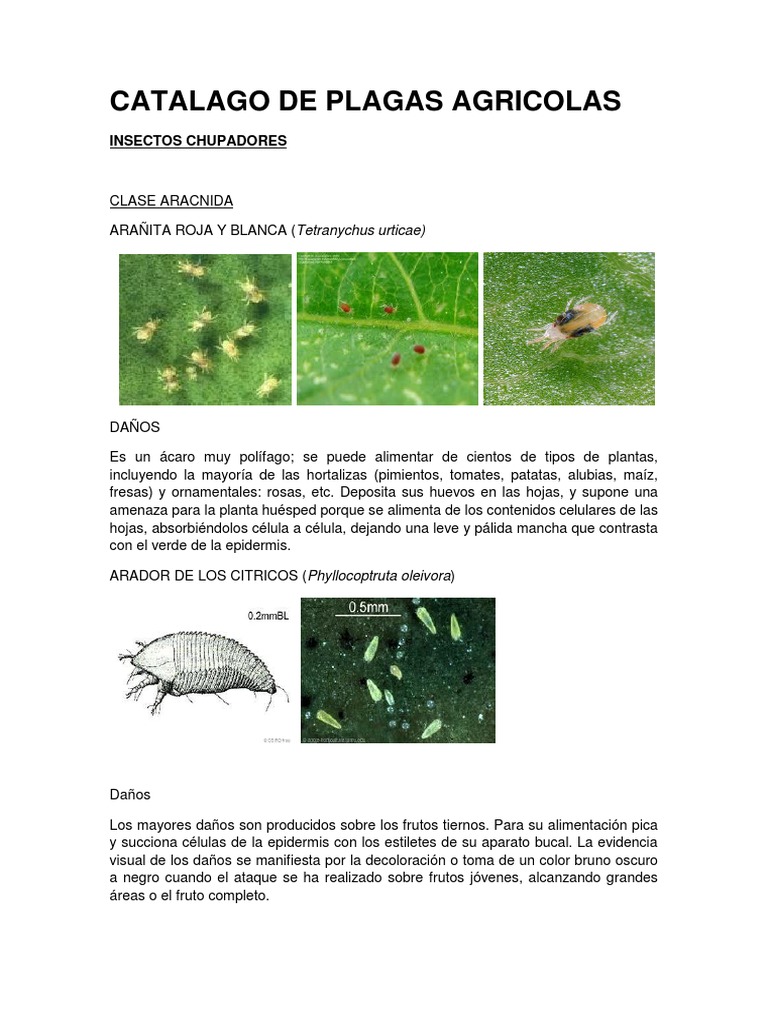 Plagas Agricolas | PDF | Plantas | Agricultura