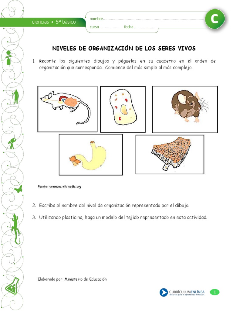 Nivel de Organización Celular Tarea PDF | PDF