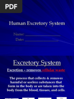 Catheter Flush & Bladder Washout Guide | PDF | Catheter | Urinary Bladder