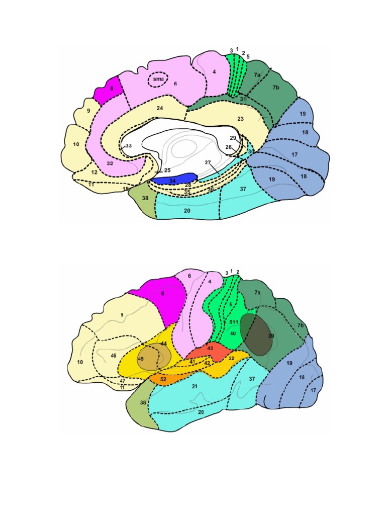 Brodmann's Areas | PDF | Cingulate Cortex | Frontal Lobe