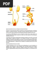 Anatomia y Fisiologia de Aparato Reproductor Del Gallo | PDF