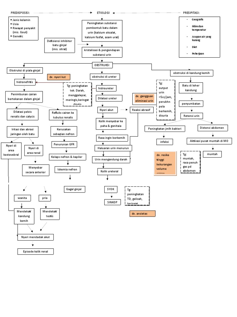 Pathway Nefrolitiasis | PDF