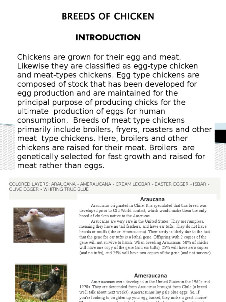 Poultry CHICKEN | PDF | Chicken | Birds