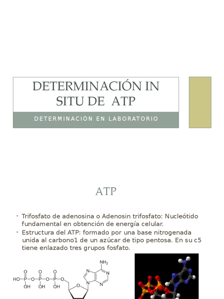 Determinación de ATP en Muestras Microbianas | PDF | Trifosfato de ...