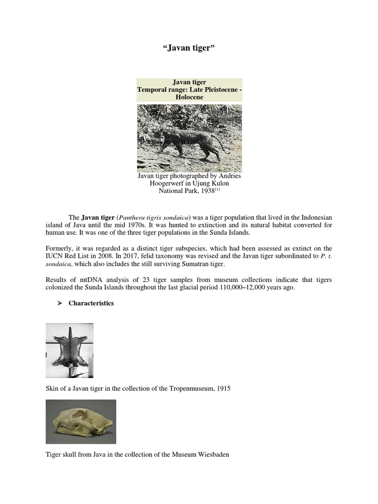 Javan Tiger | Fauna Of Asia | Tiger