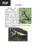 Regulile Clasei de Colorat Evantai | PDF