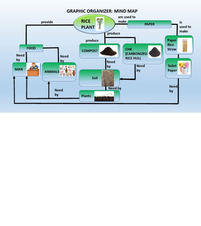Rice Plant Graphic Organizer: Mind Map: Are Used To Make Paper Provide ...