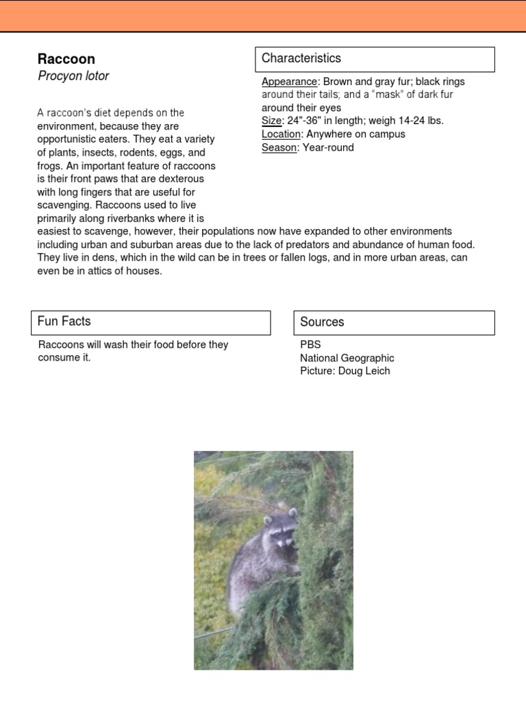 Raccoon 1 | PDF | Science & Mathematics