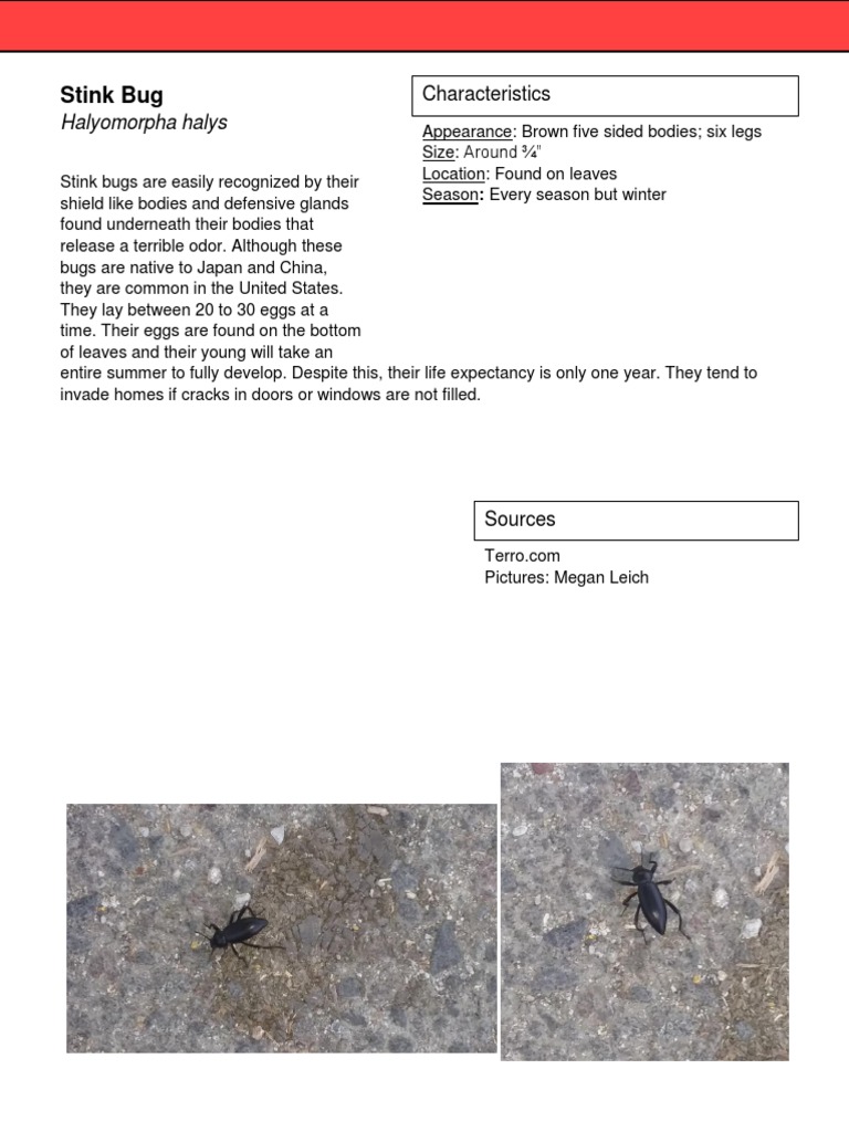 Stink Bug Identification and Habits | PDF | Science & Mathematics