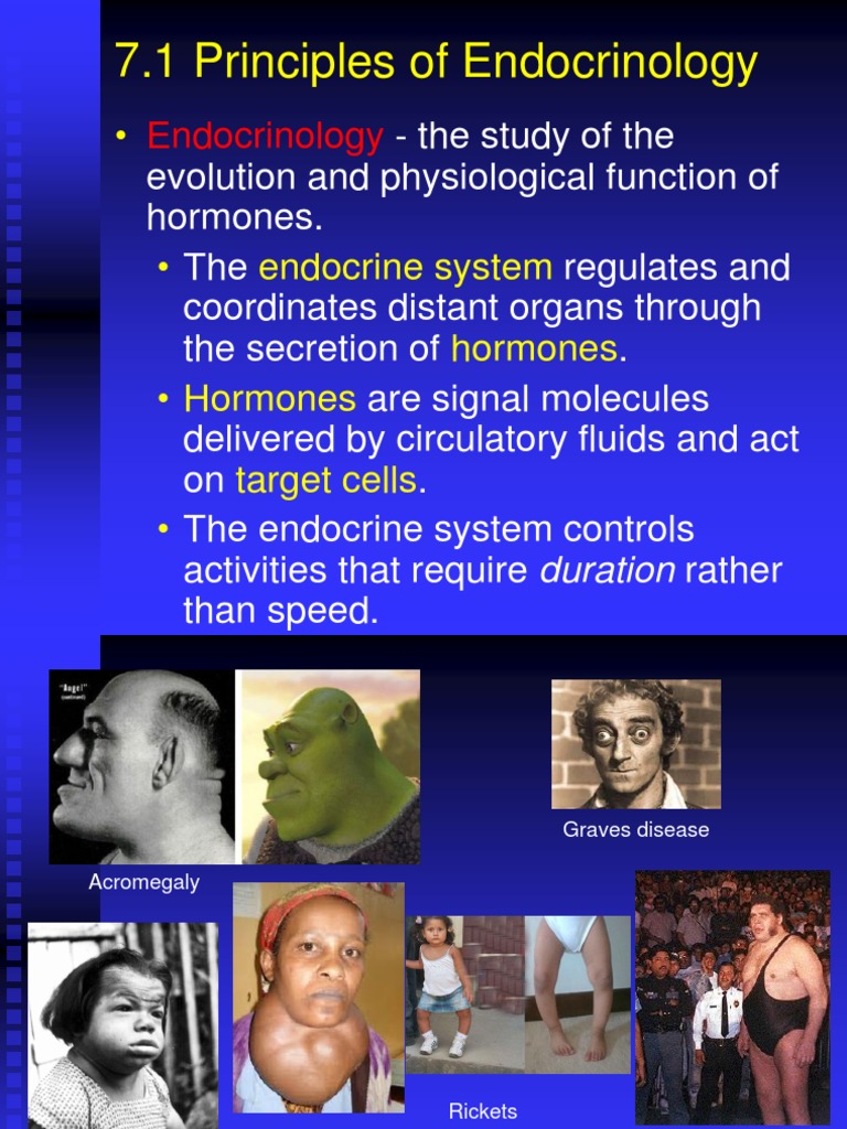 Chapter 7 - Endocrine Systems | Download Free PDF | Endocrine System ...