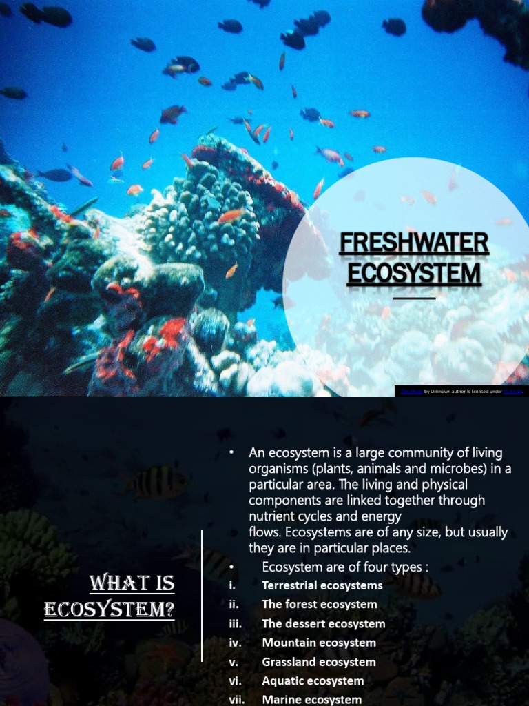 Freshwater Ecosystem | PDF | Ecosystem | Wetland
