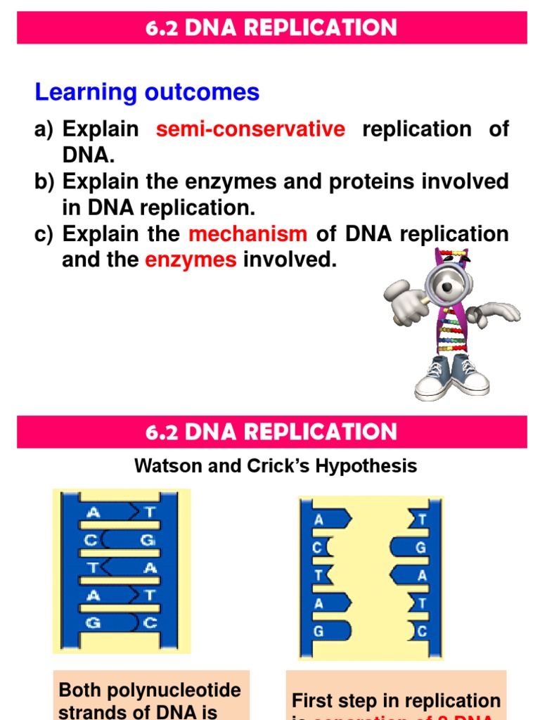 6.2 DNA Replication Full Note | PDF | Dna Replication | Primer ...