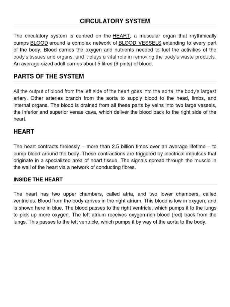 Circulatory System Explained | PDF | Heart | Blood
