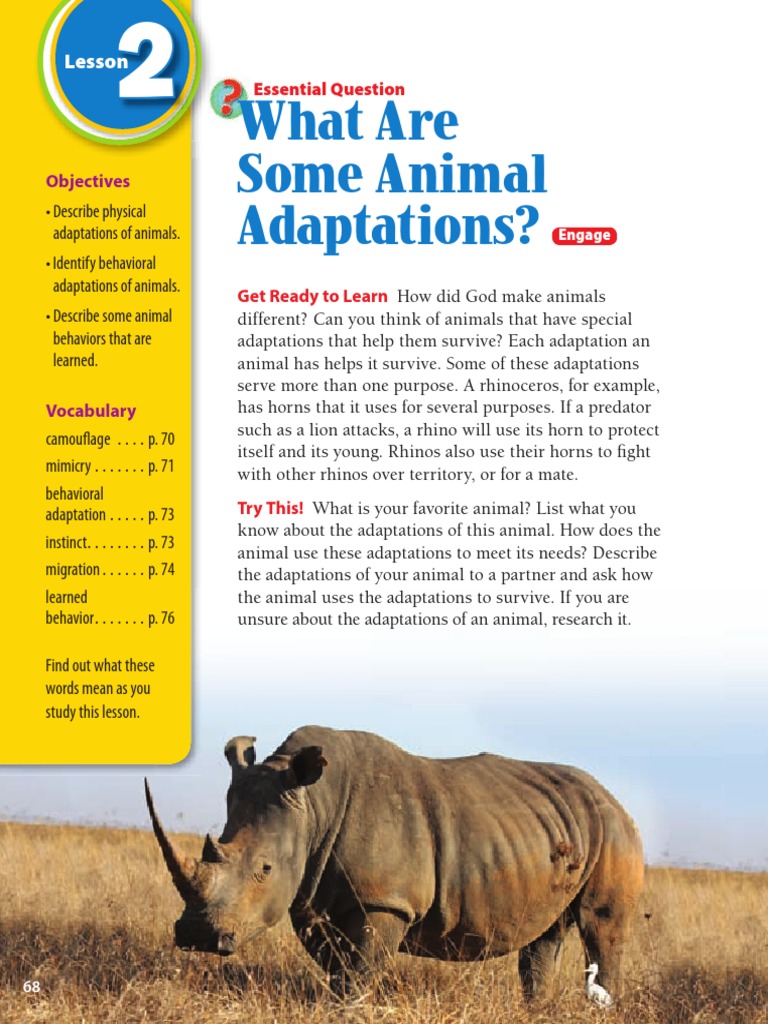 What Are Some Animal Adaptations?: Lesson | PDF | Amphibian | Reptile