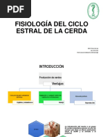 Ciclo Estral de La Vaca | PDF | Hormona luteinizante | La salud de la mujer