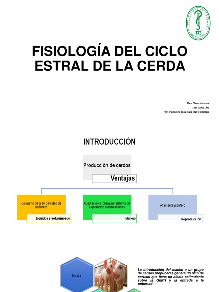 FISIOLOGIA DEL CICLO ESTRAL DE LA CERDA | Sistema endocrino | Procesos ...
