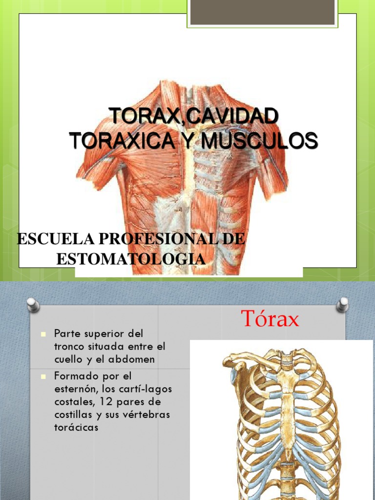 Anatomía Tórax | PDF | Tórax | Sistema musculoesquelético