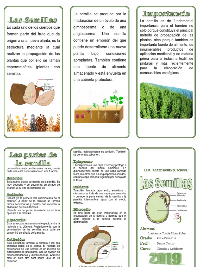Hoja De Trabajo Sobre Las Partes De Una Semilla