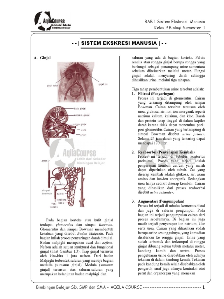 Kelas 9 Biologi Bab 1 Sistem Ekskresi Manusia KTSP Full Version | PDF